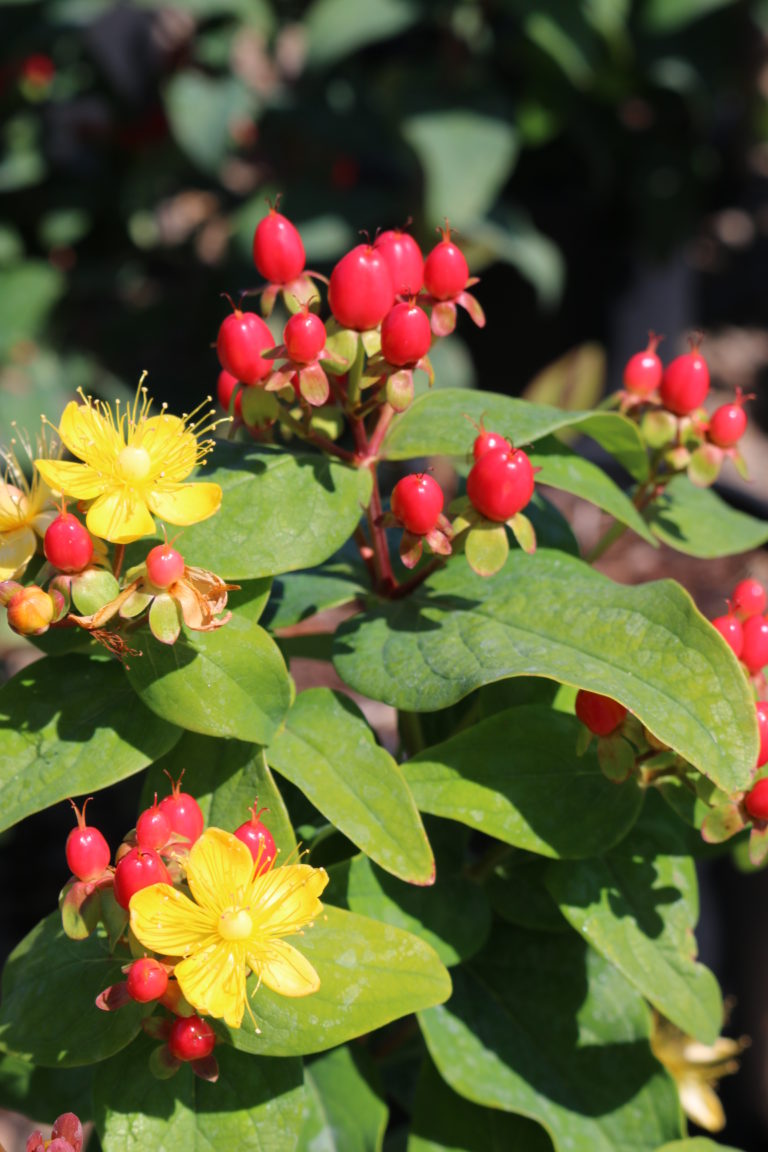 Hypericum x 'Harvest Festival Red' - Kiefer Nursery: Trees, Shrubs ...