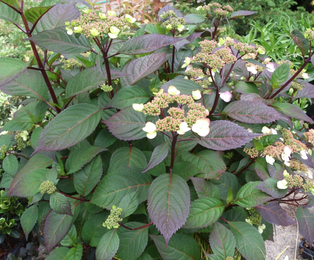 Hydrangea macrophylla ‘Lady in Red’ PP#15175 | Kiefer Nursery: Trees ...
