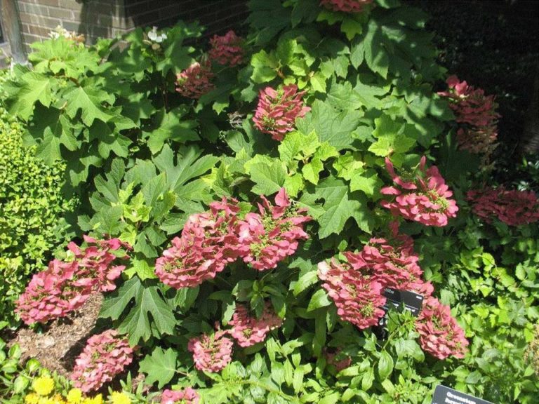 Hydrangea quercifolia 'Ruby Slippers' - Kiefer Nursery: Trees, Shrubs ...