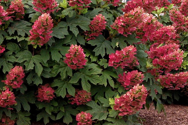Hydrangea quercifolia 'Ruby Slippers' - Kiefer Nursery: Trees, Shrubs ...