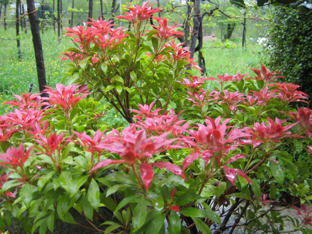 Pieris japonica 'Historyland Supreme' - Kiefer Nursery: Trees, Shrubs ...