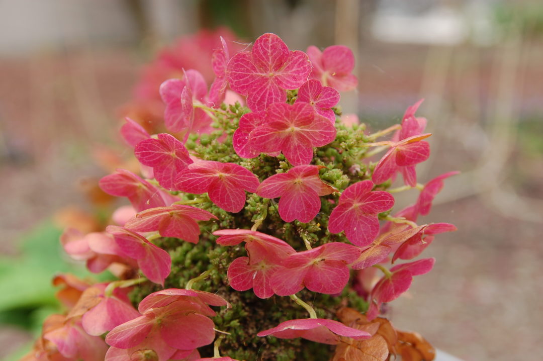 Hydrangea quercifolia 'Ruby Slippers' - Kiefer Nursery: Trees, Shrubs ...