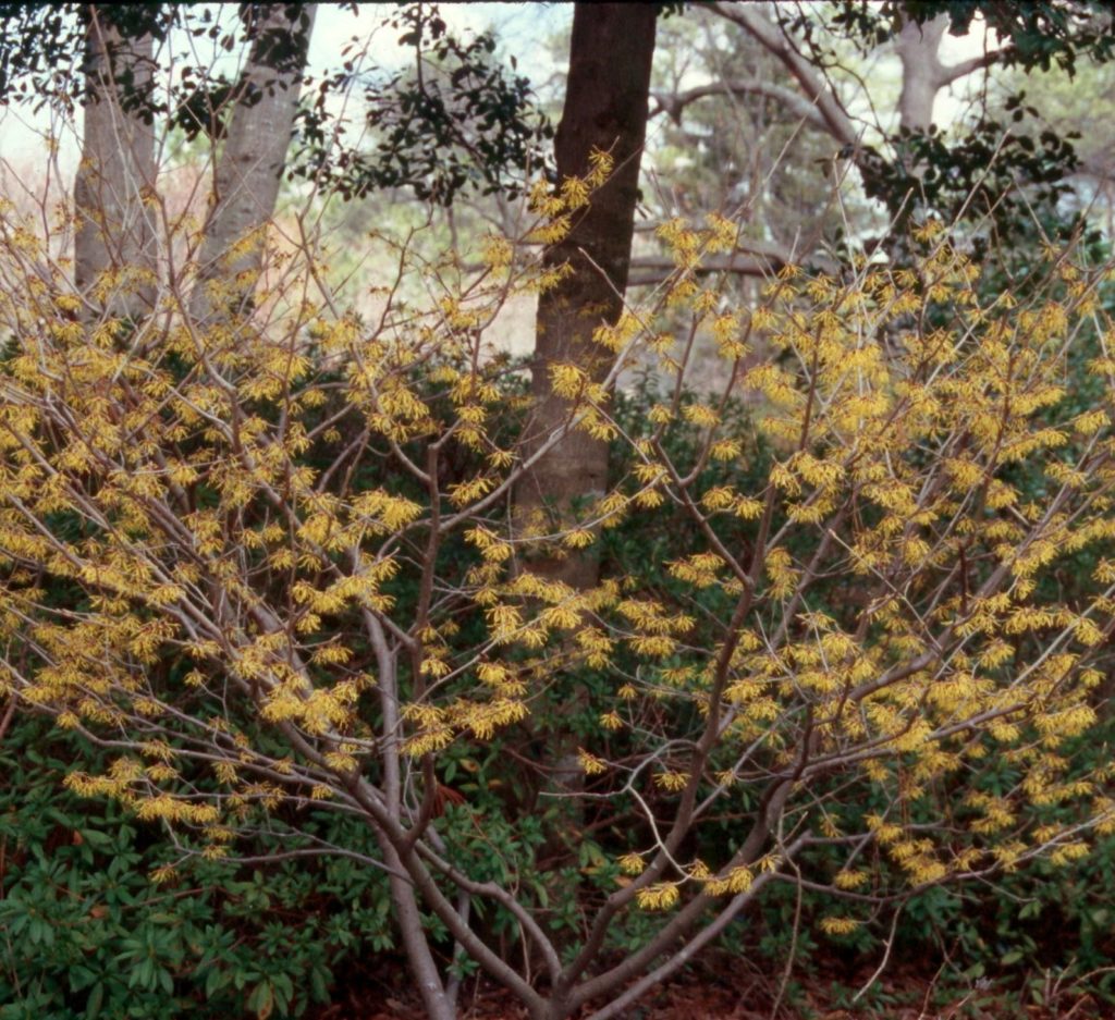 Hamamelis virginiana - Kiefer Nursery: Trees, Shrubs, Perennials