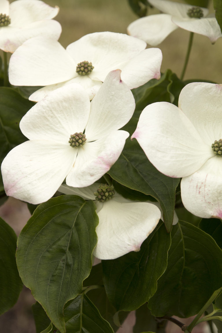 Cornus 'KF111-1' (Hyperion) - Kiefer Nursery: Trees, Shrubs, Perennials