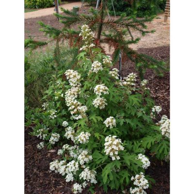 Hydrangea quercifolia ‘Ice Crystal’ | Kiefer Nursery: Trees, Shrubs ...