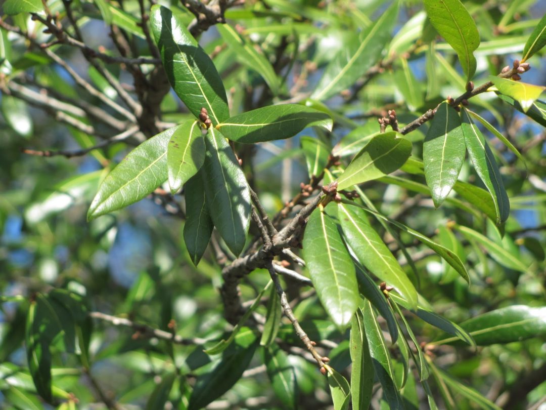 Quercus laurifolia (Laurel Oak) - Kiefer Nursery: Trees, Shrubs, Perennials