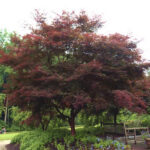 Acer palmatum 'Suminagashi' - Kiefer Nursery: Trees, Shrubs, Perennials