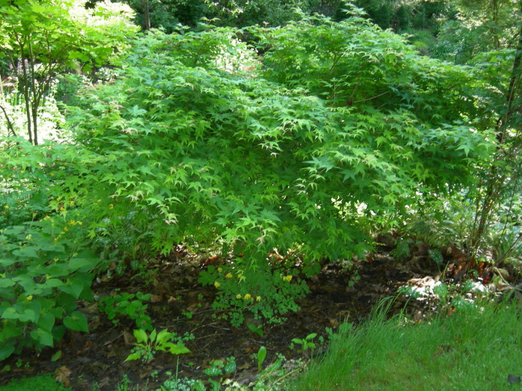Acer palmatum 'Kashima' - Kiefer Nursery: Trees, Shrubs, Perennials