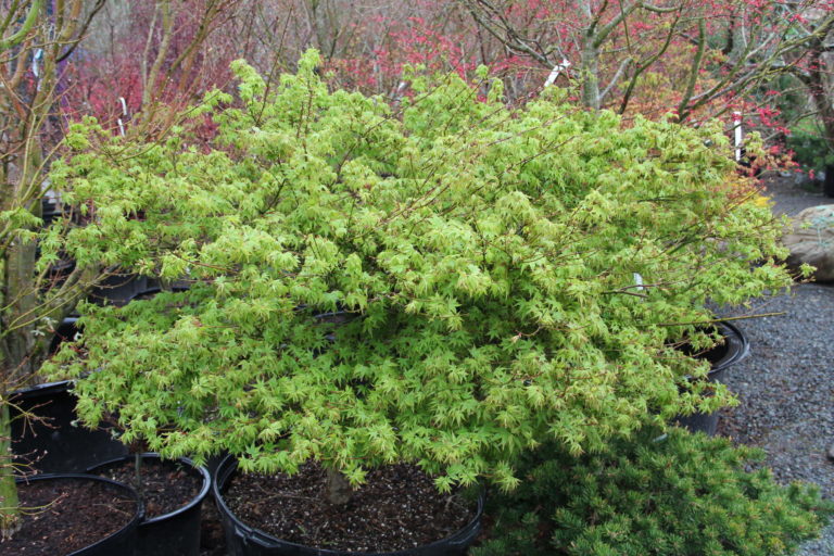 Acer palmatum 'Kashima' - Kiefer Nursery: Trees, Shrubs, Perennials