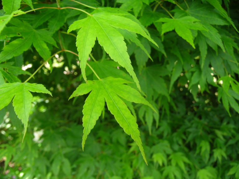 Acer palmatum 'Kashima' - Kiefer Nursery: Trees, Shrubs, Perennials