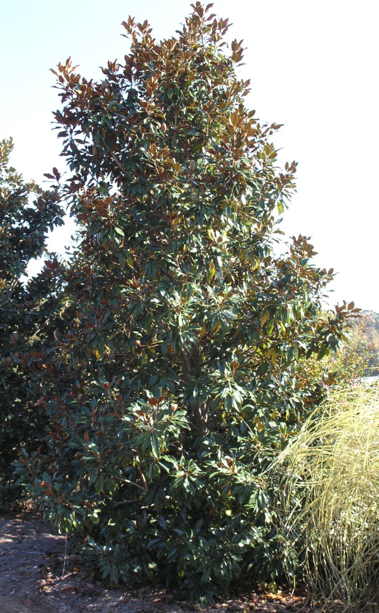 Magnolia grandiflora ‘Kay Parris’ | Kiefer Nursery: Trees, Shrubs ...