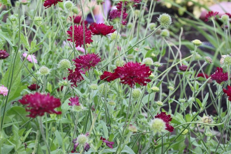 Knautia macedonica 'Red Knight' - Kiefer Nursery: Trees, Shrubs, Perennials