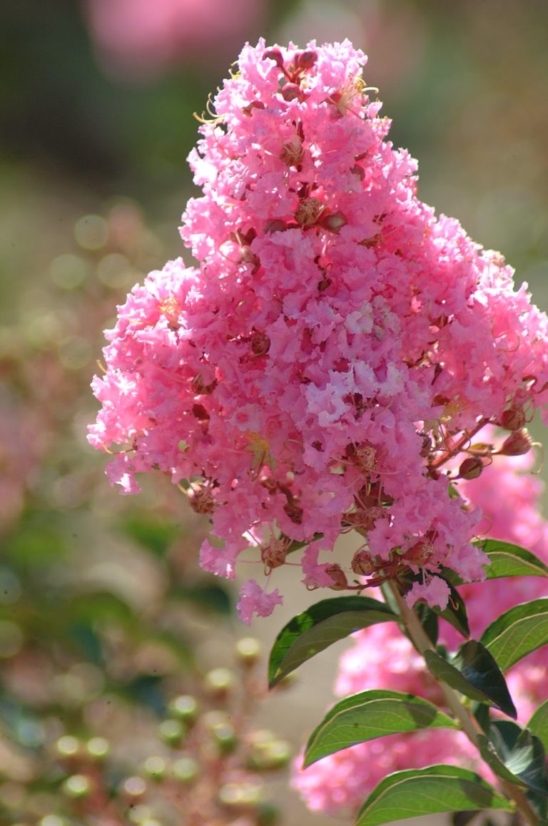Lagerstroemia x 'Sioux' - Kiefer Nursery: Trees, Shrubs, Perennials