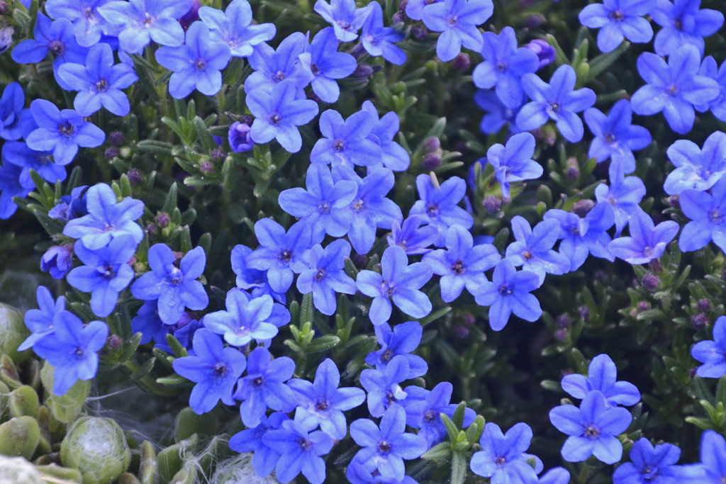 Lithodora diffusa 'Grace Ward' - Kiefer Nursery: Trees, Shrubs, Perennials