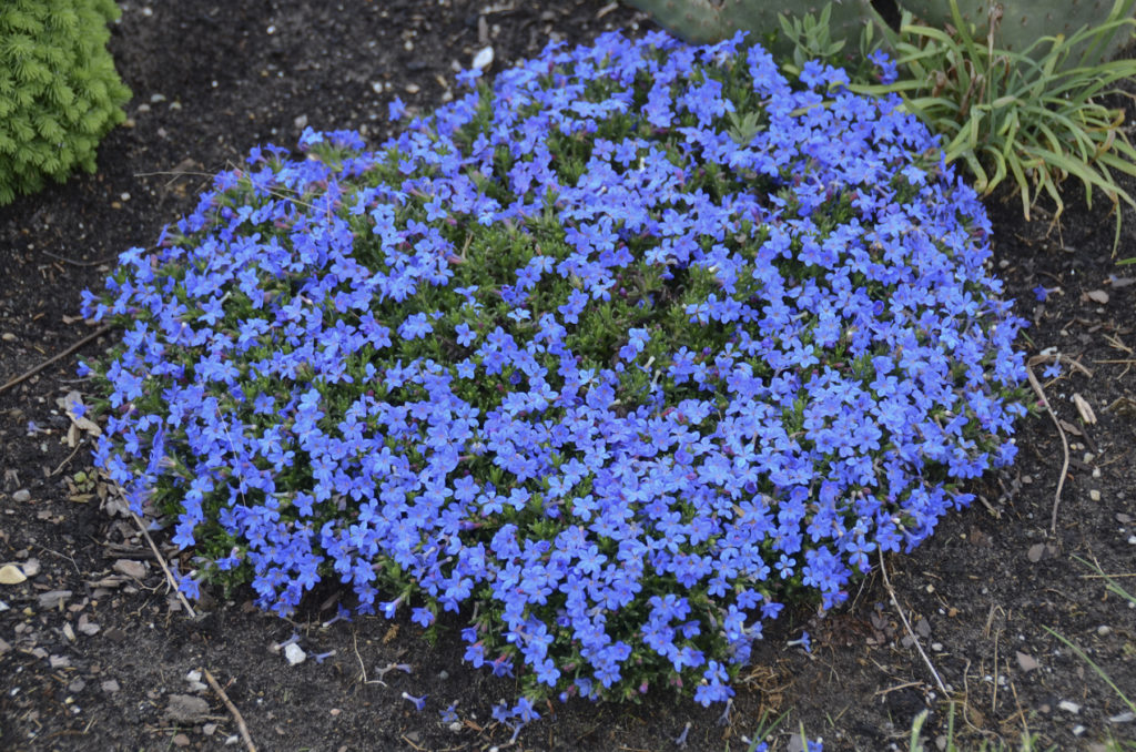 Lithodora diffusa 'Grace Ward' - Kiefer Nursery: Trees, Shrubs, Perennials