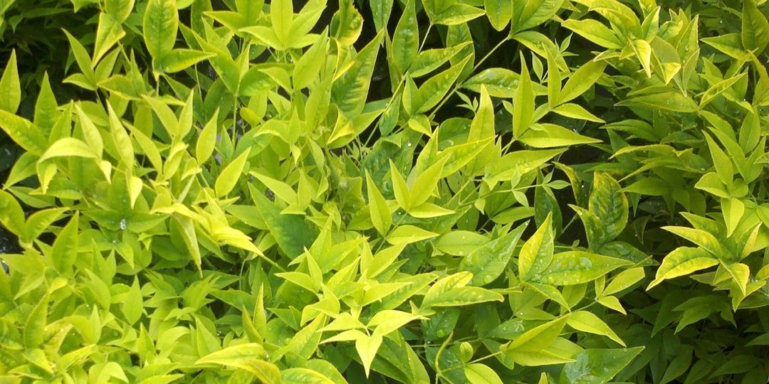 Nandina domestica 'Lemon Lime' - Kiefer Nursery: Trees, Shrubs, Perennials
