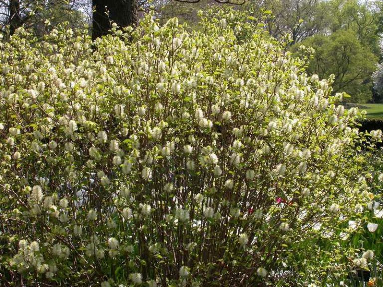 Fothergilla 'Mt. Airy' - Kiefer Nursery: Trees, Shrubs, Perennials