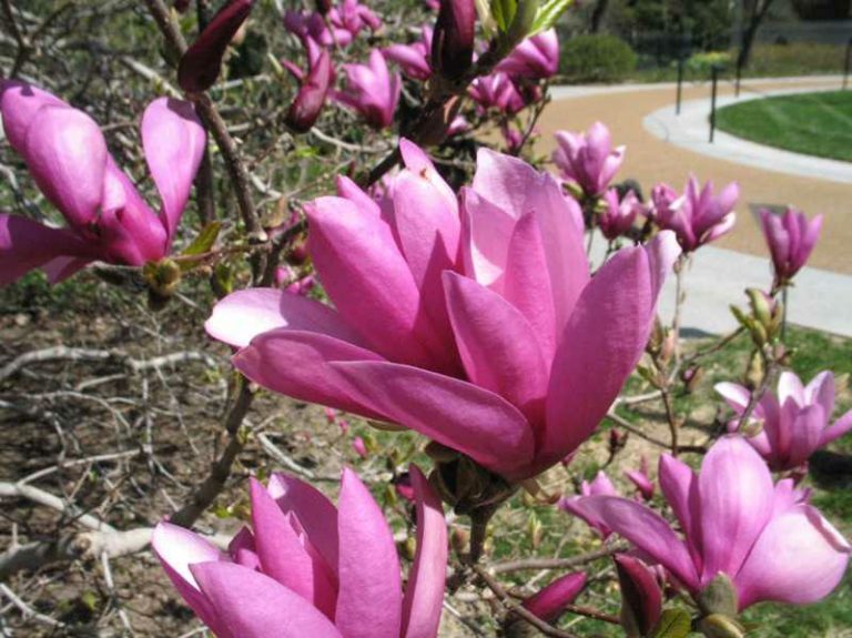 Magnolia 'Ann' - Kiefer Nursery: Trees, Shrubs, Perennials