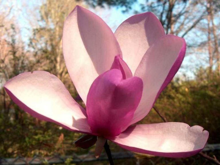 Magnolia 'Jane' - Kiefer Nursery: Trees, Shrubs, Perennials