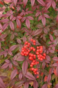 Nandina domestica 'Compacta' - Kiefer Nursery: Trees, Shrubs, Perennials