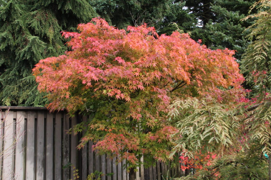 Acer palmatum ‘Nishiki gawa’ | Kiefer Nursery: Trees, Shrubs, Perennials
