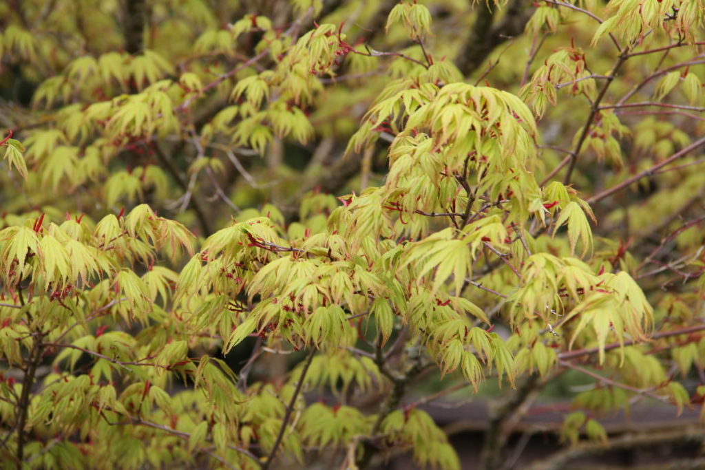 Acer palmatum ‘Nishiki gawa’ | Kiefer Nursery: Trees, Shrubs, Perennials