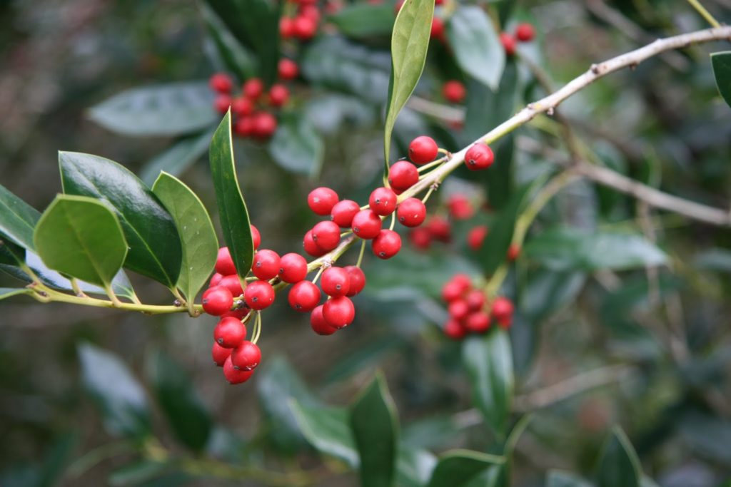 Ilex cornuta ‘Needlepoint’ | Kiefer Nursery: Trees, Shrubs, Perennials