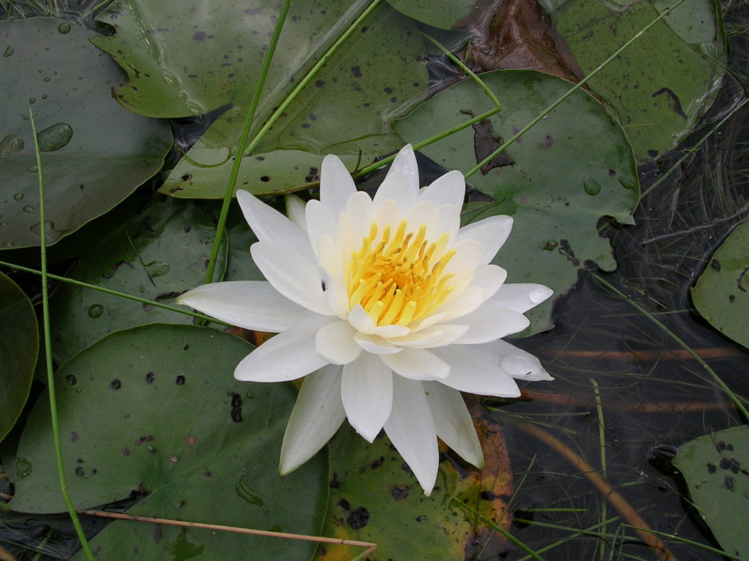 Nymphaea hybrid - Kiefer Nursery: Trees, Shrubs, Perennials