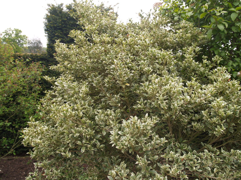 Osmanthus heterophyllus 'Variegatus' - Kiefer Nursery: Trees, Shrubs ...