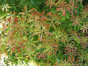 Pieris japonica 'Compacta' - Kiefer Nursery: Trees, Shrubs, Perennials