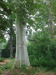 Platanus acerifolia 'Bloodgood' - Kiefer Nursery: Trees, Shrubs, Perennials