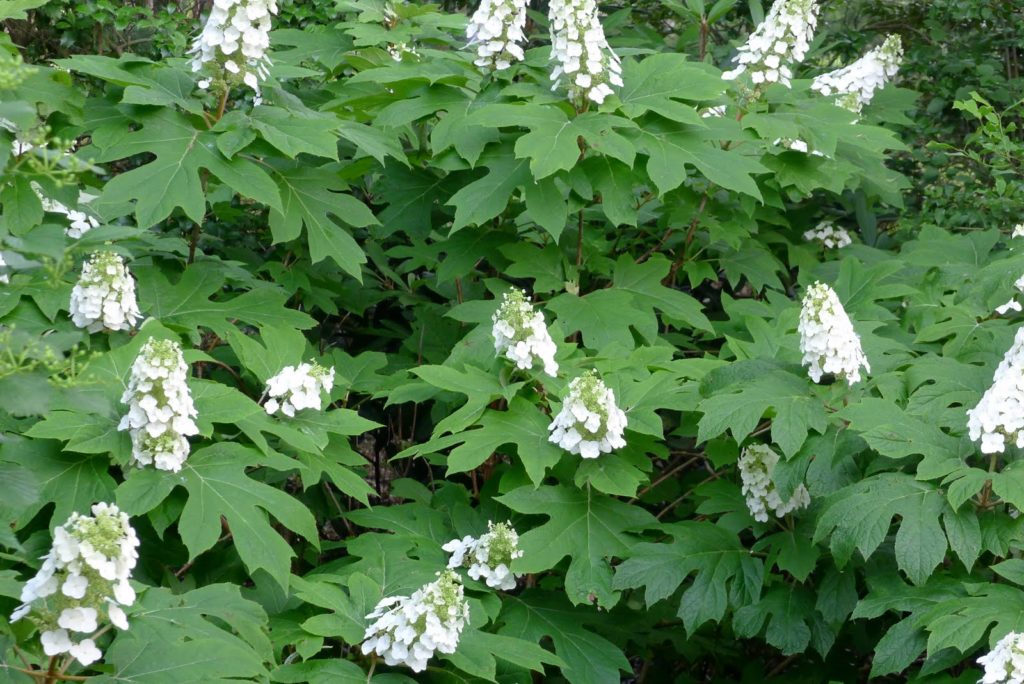 Hydrangea quercifolia 'Pee Wee' - Kiefer Nursery: Trees, Shrubs, Perennials