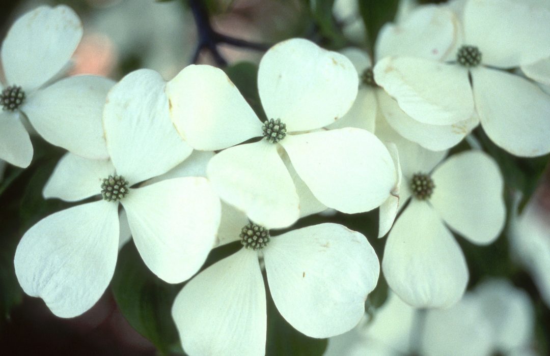 Cornus 'Rutlan', Ruth Ellen - Kiefer Nursery: Trees, Shrubs, Perennials