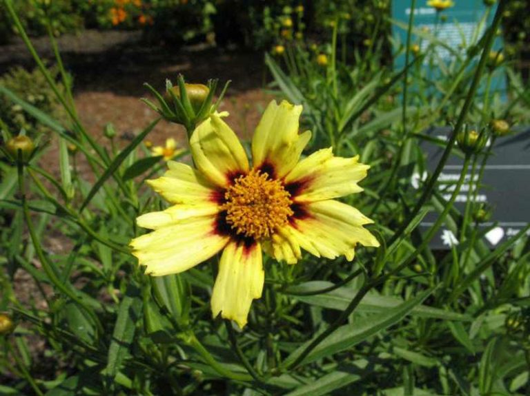 Coreopsis Big Bang(TM) 'Redshift' - Kiefer Nursery: Trees, Shrubs ...