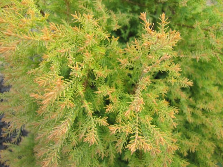 Thuja occidentalis 'Rheingold' - Kiefer Nursery: Trees, Shrubs, Perennials