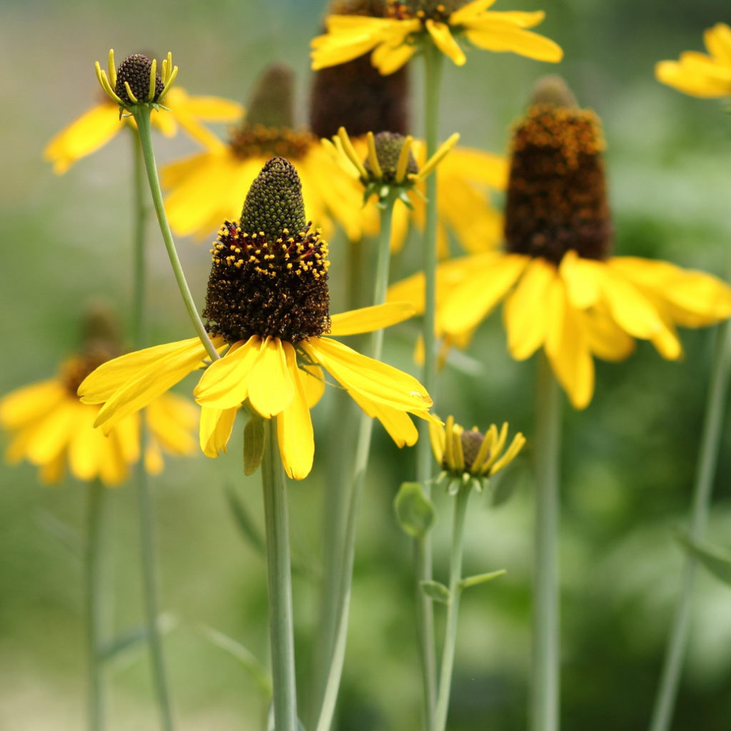 Rudbeckia maxima - Kiefer Nursery: Trees, Shrubs, Perennials