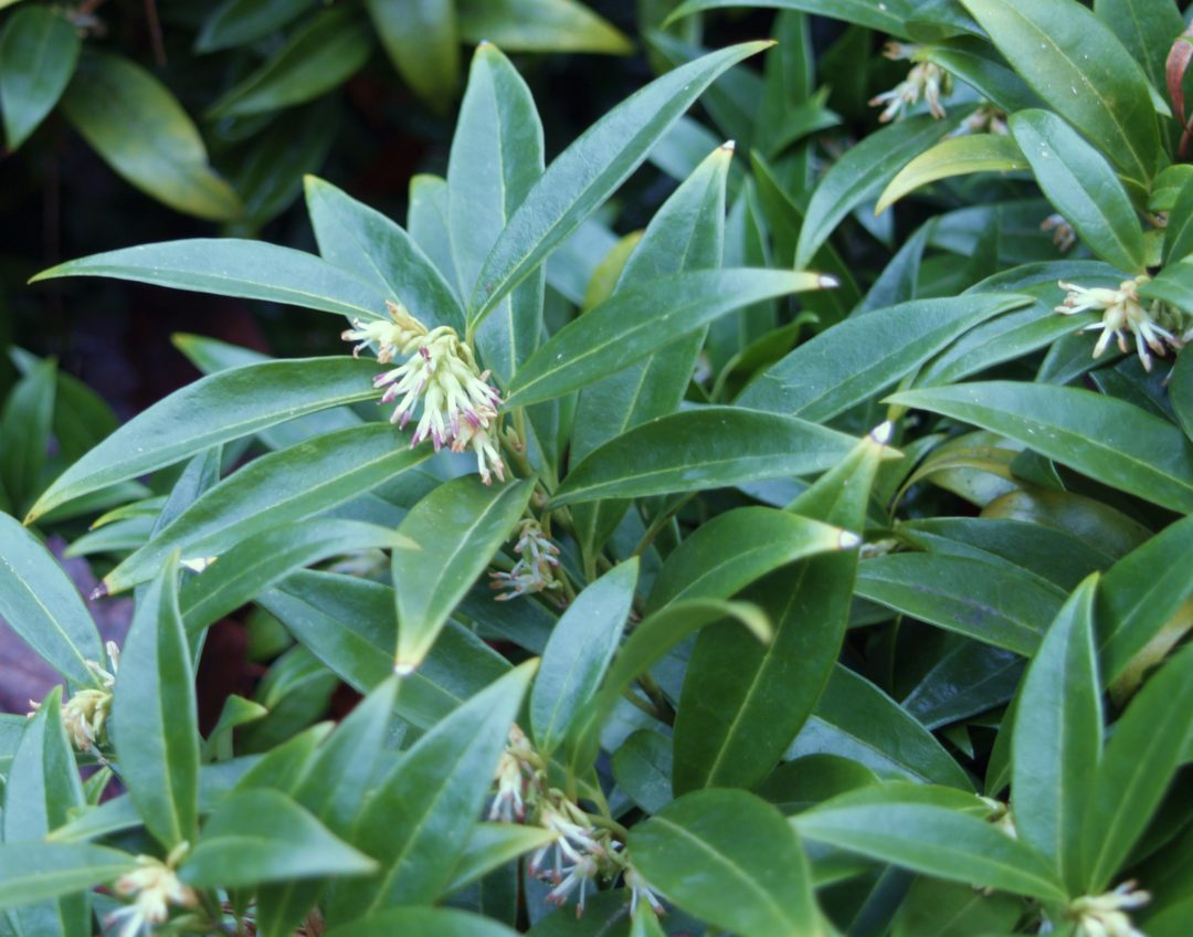 Sarcococca hookeriana var. humilis 'Sarsid1' (Fragrant Valley) - Kiefer ...