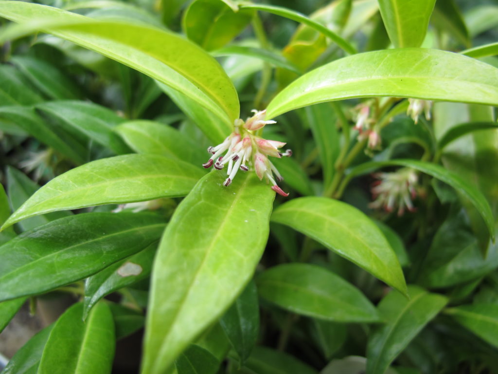 Sarcococca hookeriana var. humilis 'Sarsid1' (Fragrant Valley) - Kiefer ...