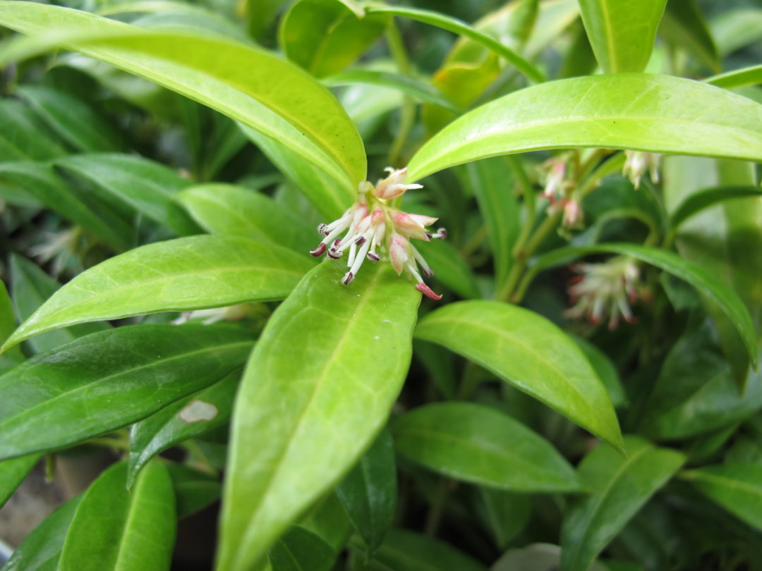Sarcococca hookeriana var. humilis 'Sarsid1' (Fragrant Valley) - Kiefer ...