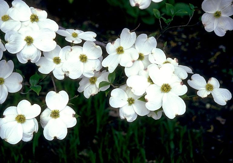 Cornus florida 'Grovflor' Spring Grove - Kiefer Nursery: Trees, Shrubs ...