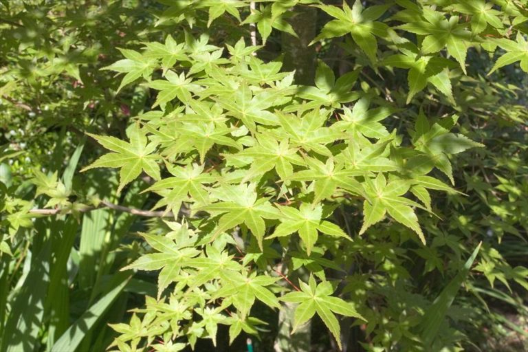 Acer palmatum 'Shindeshojo' - Kiefer Nursery: Trees, Shrubs, Perennials