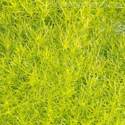 Kalimeris integrifolia ‘Daisy Mae’ | Kiefer Nursery: Trees, Shrubs ...