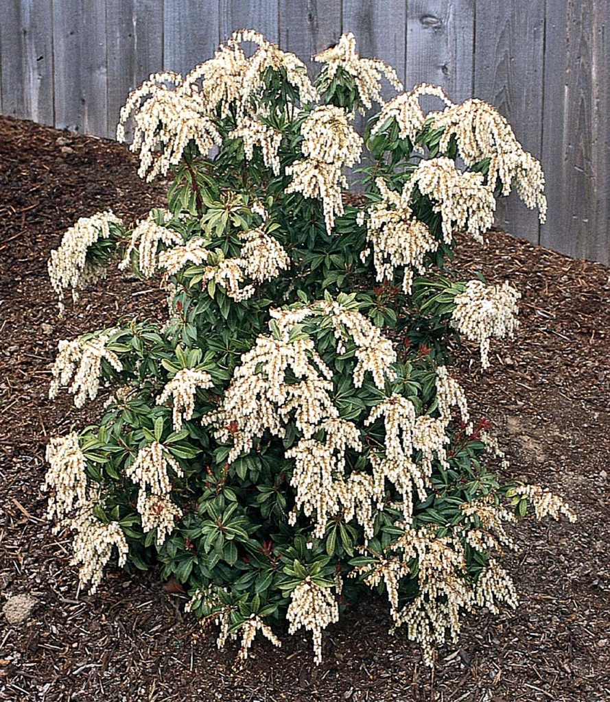 Pieris japonica 'Scarlet O'Hara' - Kiefer Nursery: Trees, Shrubs ...