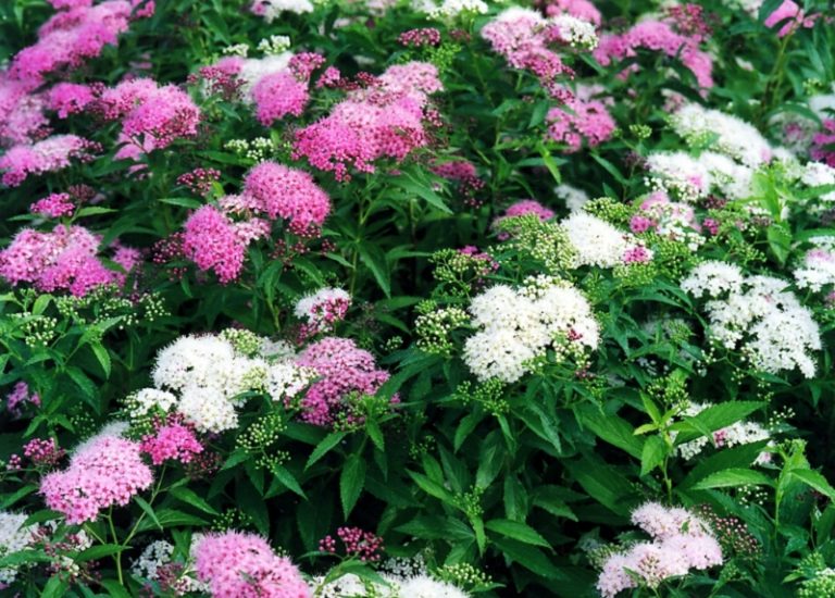 Spiraea japonica 'Shirobana' - Kiefer Nursery: Trees, Shrubs, Perennials
