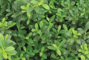 Ilex crenata 'Soft Touch' - Kiefer Nursery: Trees, Shrubs, Perennials