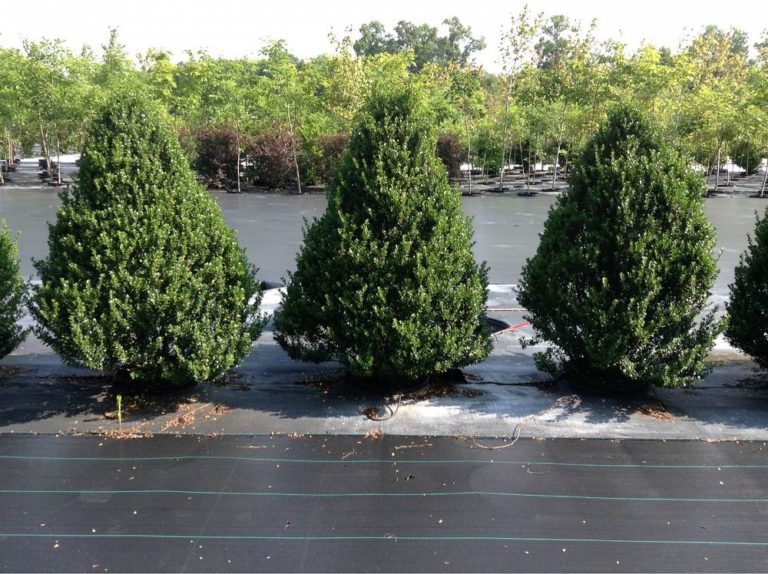 Ilex crenata 'Steeds' - Kiefer Nursery: Trees, Shrubs, Perennials