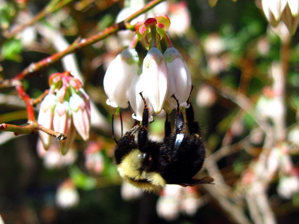 Vaccinium ashei 'Powderblue' - Kiefer Nursery: Trees, Shrubs, Perennials