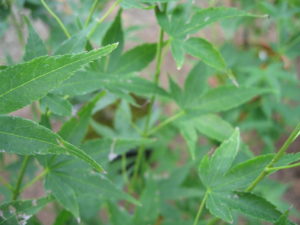 Acer palmatum ‘Ukon’ | Kiefer Nursery: Trees, Shrubs, Perennials