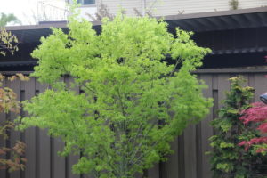 Acer palmatum ‘Ukon’ | Kiefer Nursery: Trees, Shrubs, Perennials