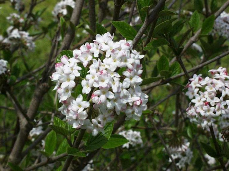 Viburnum x burkwoodii 'Mohawk' - Kiefer Nursery: Trees, Shrubs, Perennials